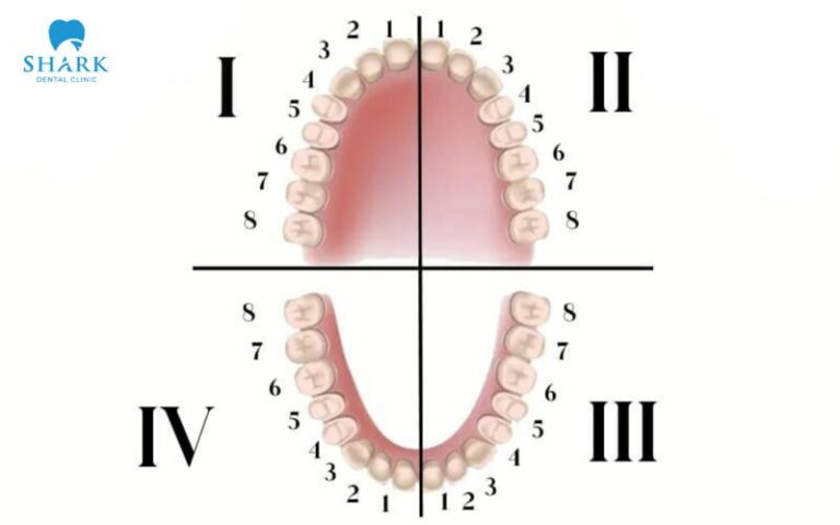 Cách đếm răng và đọc tên răng theo chuẩn nha khoa