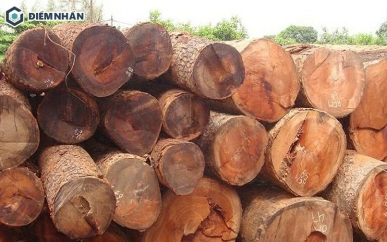 Gỗ hoàng đàn là gì? Có mấy loại? Giá 1kg gỗ mới nhất 2024