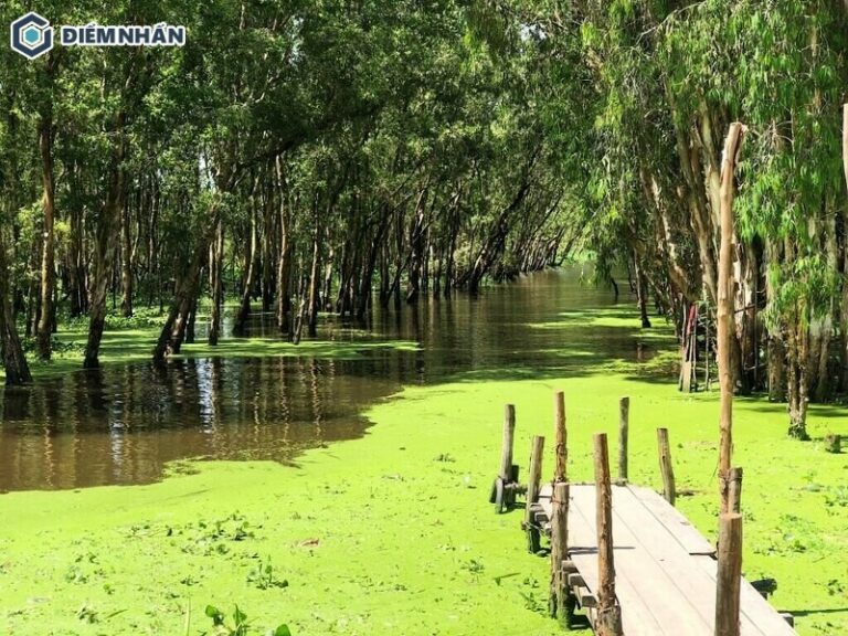 Gỗ tràm là gì? Có mấy loại? Đặc tính và giá gỗ tràm?