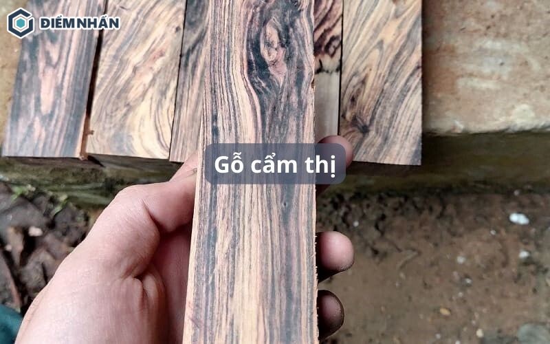 Gỗ cẩm thị là gì? Có mấy loại? Giá bao nhiêu 1 khối?