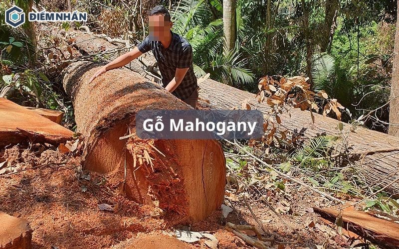 Gỗ Mahogany là gỗ gì? Có tốt không? Giá gỗ mahogany?