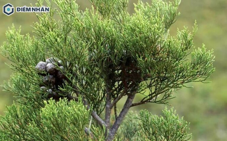 Gỗ hoàng đàn tuyết là gì? Giá gỗ hoàng đàn tuyết lạng sơn?