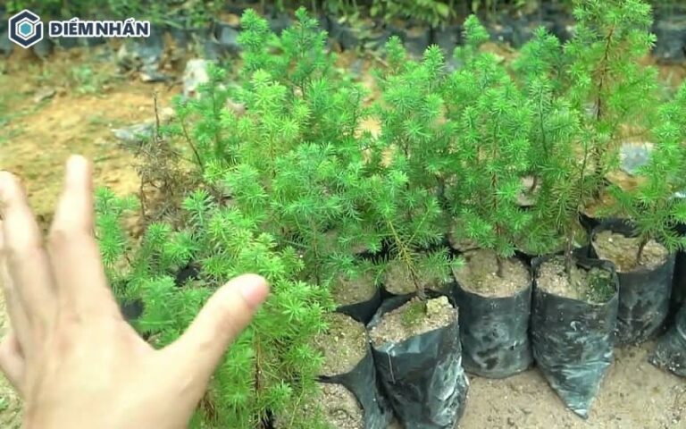 Gỗ hoàng đàn tuyết là gì? Giá gỗ hoàng đàn tuyết lạng sơn?